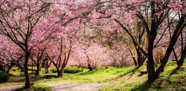 Turismo ao ar livre – 12 opções de parques em Campos do Jordão